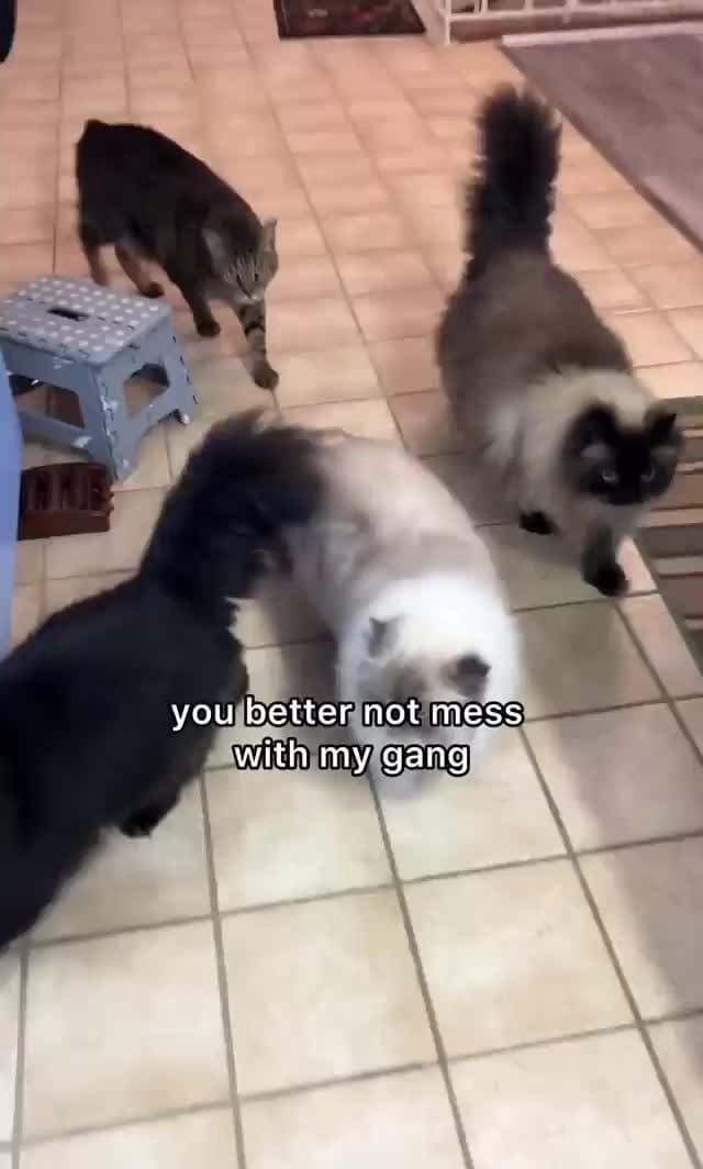 You better not mess with my gang - iFunny
