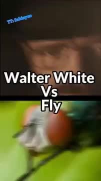 Walter White Vs Fly - iFunny