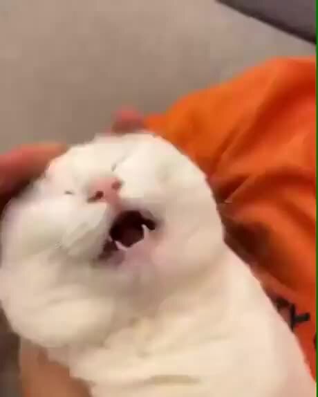 Cat dump :) - iFunny