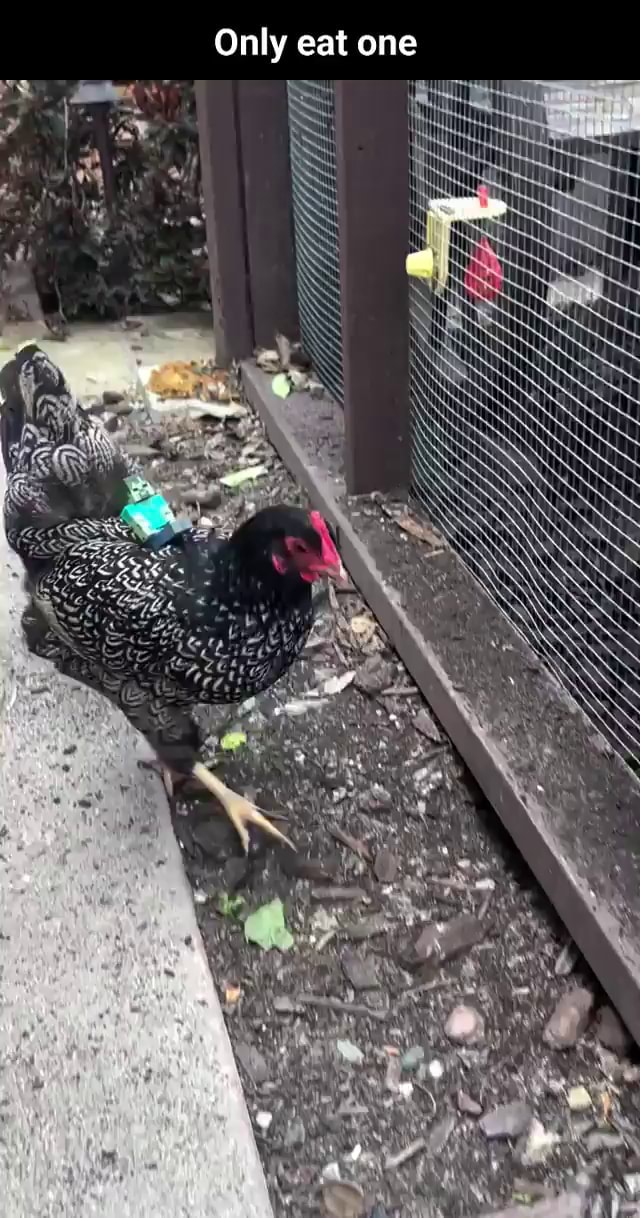 Only eat one NS - iFunny