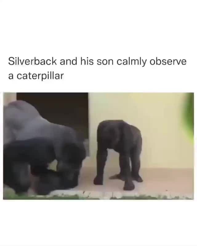 Silverback and his son calmly observe caterpillar - iFunny