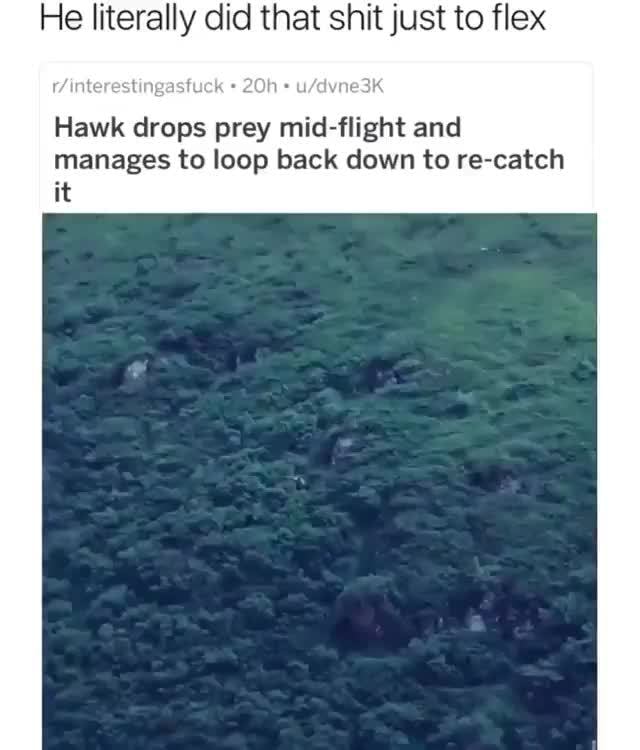 He literally did that shit just to flex Hawk drops prey mid-flight and ...