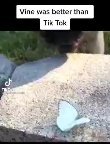 Vine was better than Tik Tok - iFunny