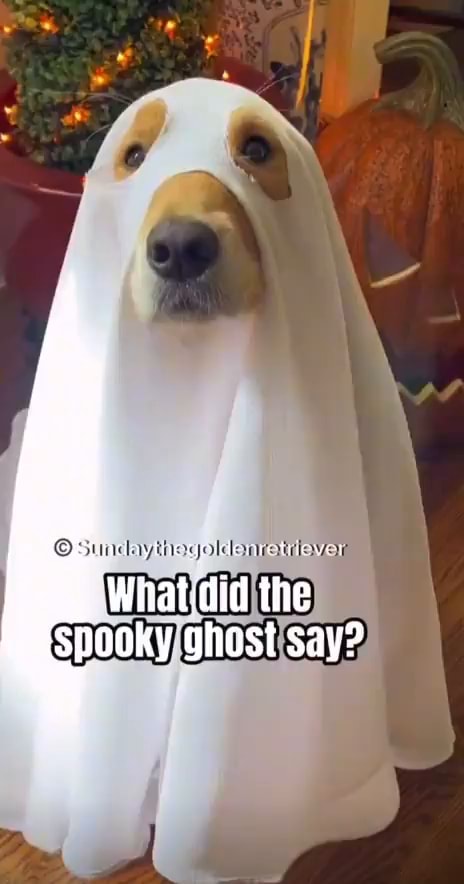 'Whatidid the Spooky ghost say? - iFunny