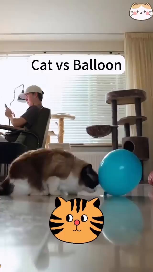 Cat vs Balloon) - iFunny