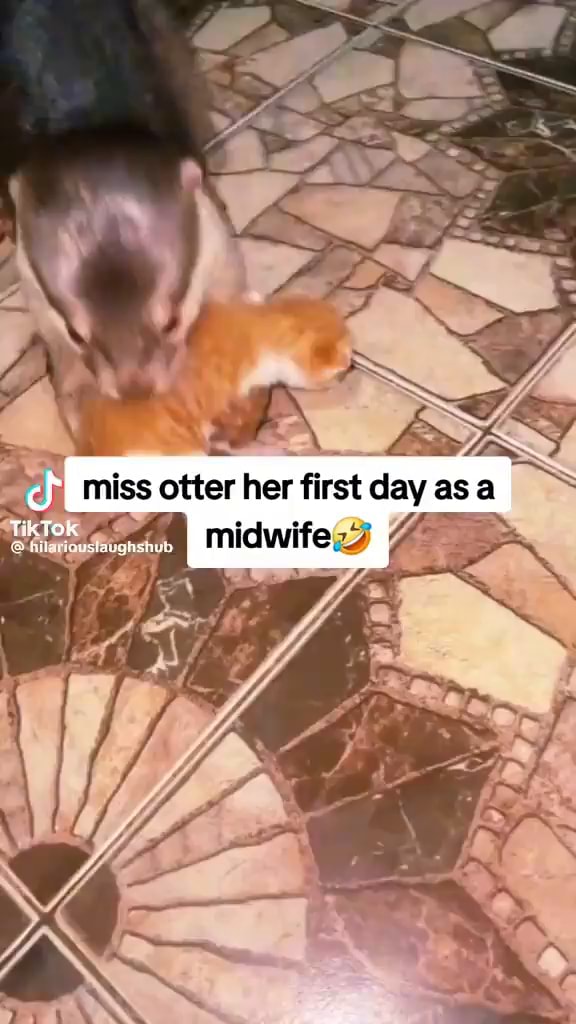 >y miss otter her first dayasa w, oN midwites - iFunny