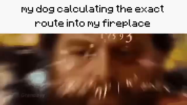 My dog calculating the exact route into my fireplace - iFunny