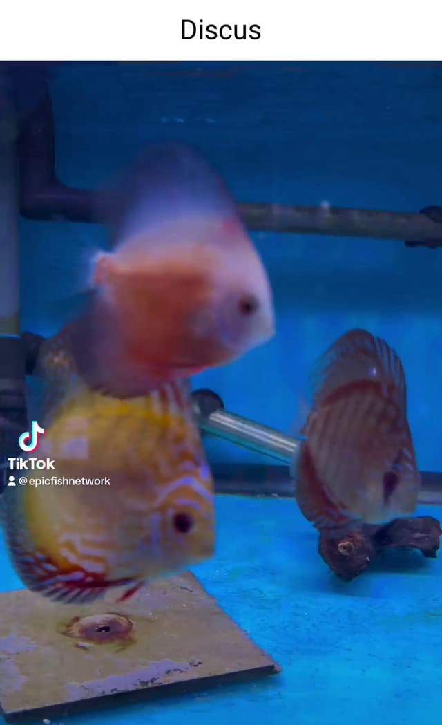Discus TikTok @epicfishnetwork - iFunny