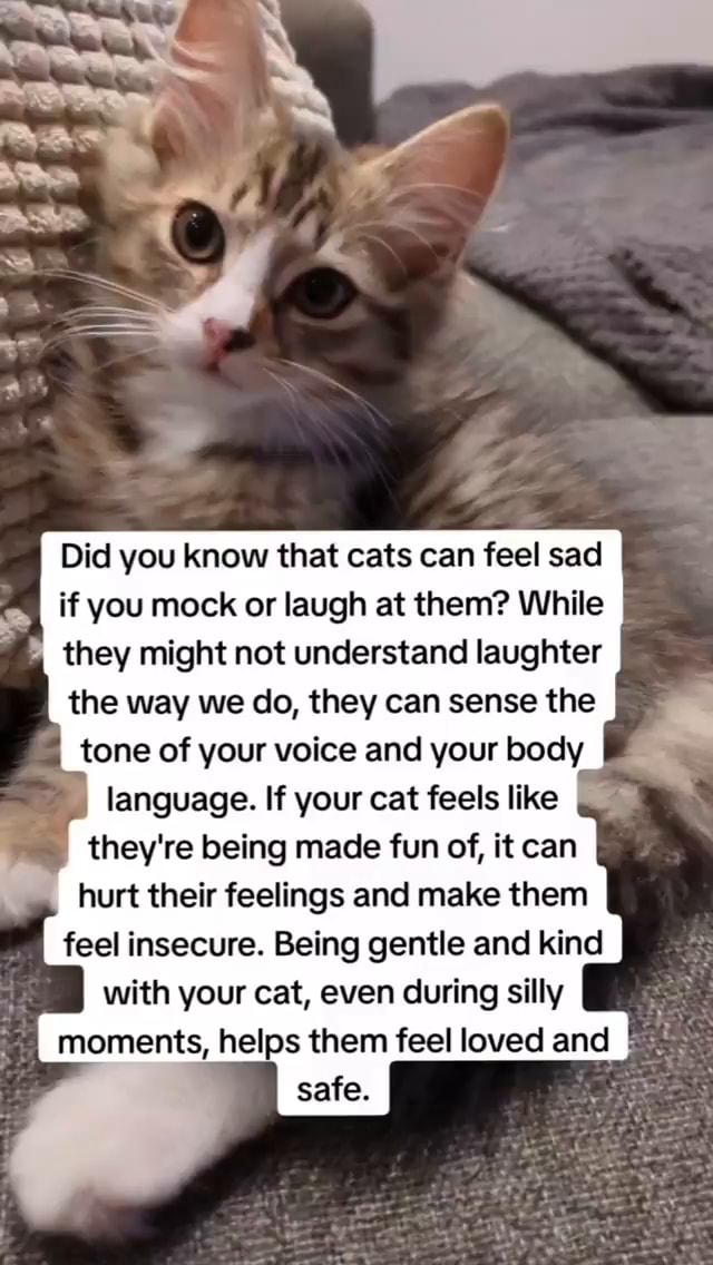 Ar Did you know that cats can feel sad I if you mock or laugh at them ...