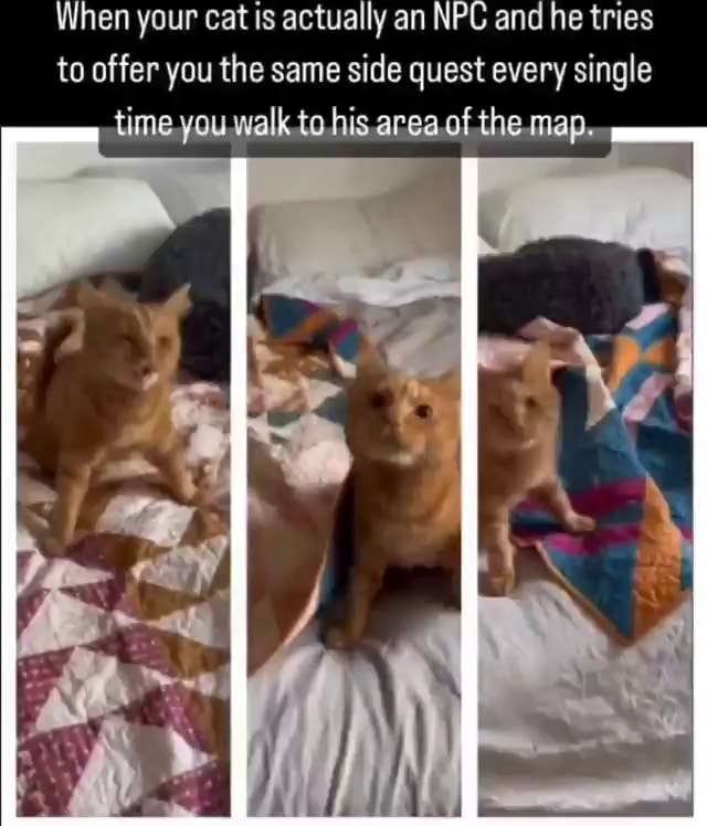 When your cat is actually an NPC and he tries to offer you the same ...