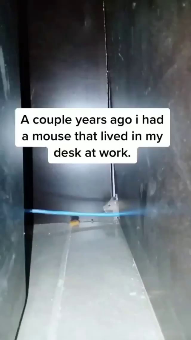 I A couple years ago had mouse that lived in my desk at work. - iFunny