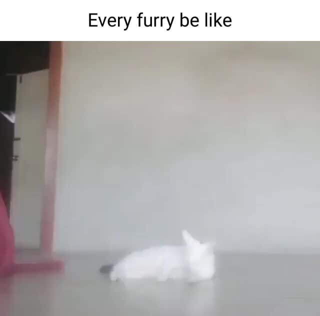 Every furry be like - iFunny
