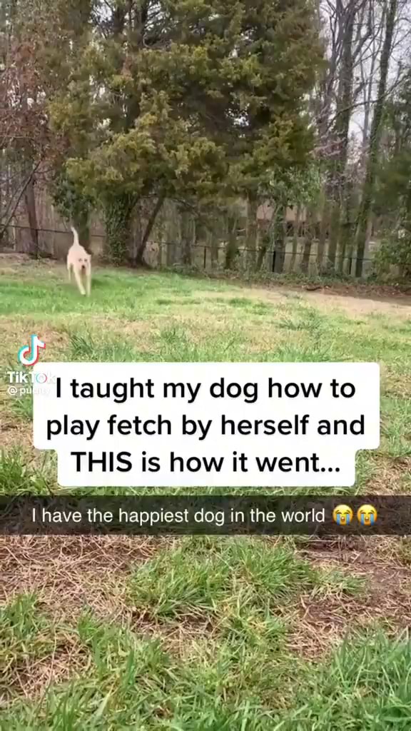 I taught my dog how to play fetch by herself and THIS is how it went ...