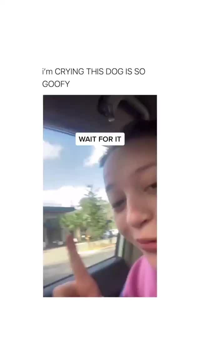 I'm CRYING THIS DOG IS SO GOOFY WAIT FOR IT - iFunny
