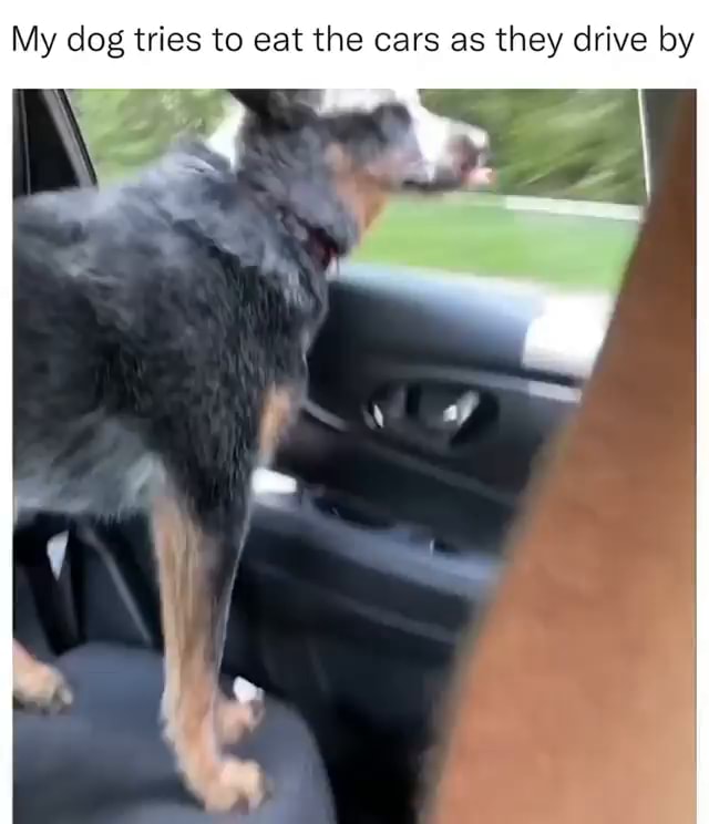 My dog tries to eat the cars as they drive by - iFunny
