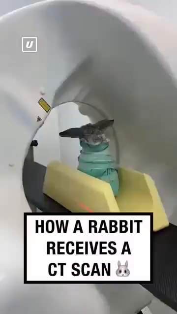 HOW A RABBIT RECEIVES A CT SCAN - iFunny