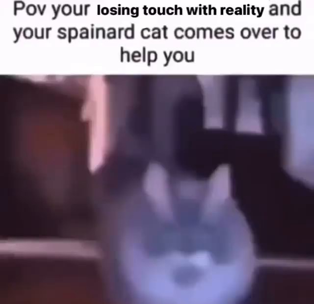 Pov YOUTF losing touch with reality ANd your spainard cat comes over to ...