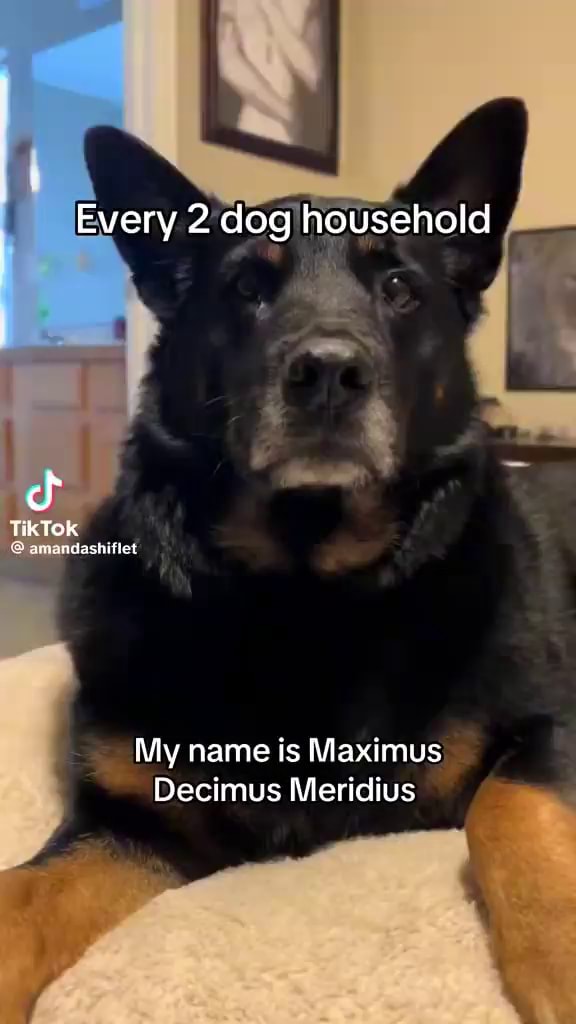 Every 2 dog household TikToK My name is Maximus Decimus Meridius - iFunny