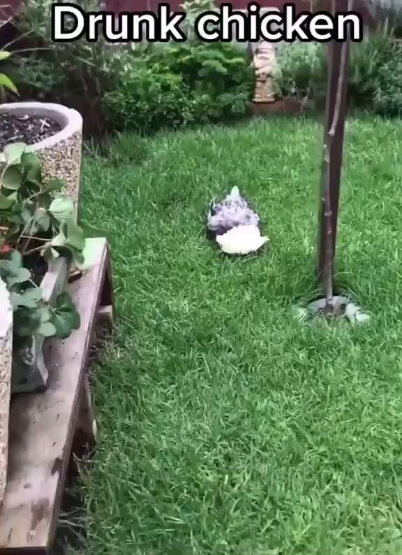 Drunk chicken - iFunny