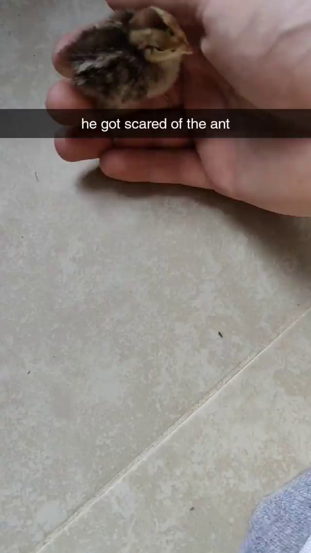 He got scared of the ant - iFunny