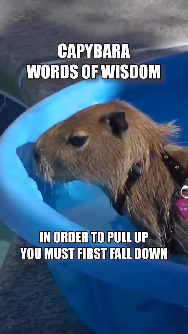 CAPYBARA WORDS OF WISDOM IN ORDER TO PULL UP YOU MUST FIRST FALL DOWN ...