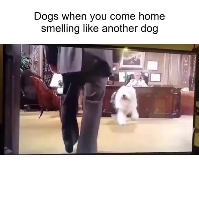 Dogs when you come home smelling like another dog - iFunny