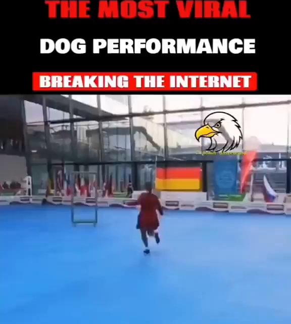 THE MOST VIRAL DOG PERFORMANCE BREAKING THE - iFunny