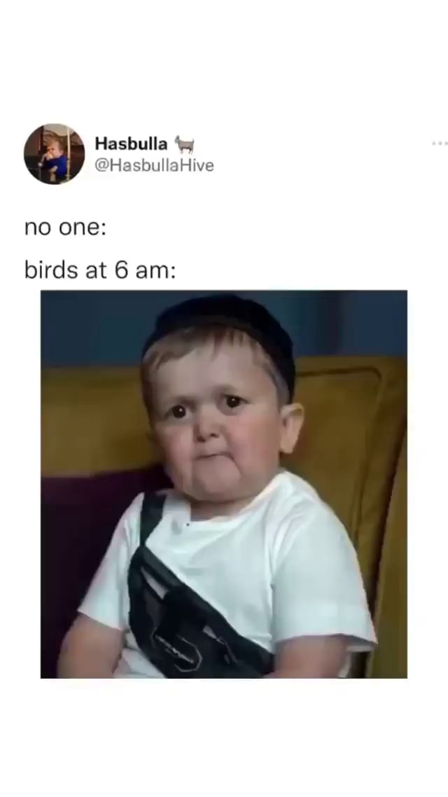 Hasbulla @HesbullaHive no one: birds at 6 am: - iFunny