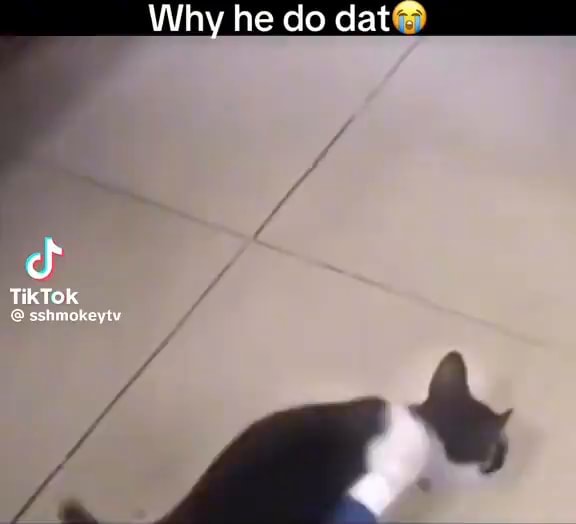 Why he do dat TikTok sshmokeyly - iFunny