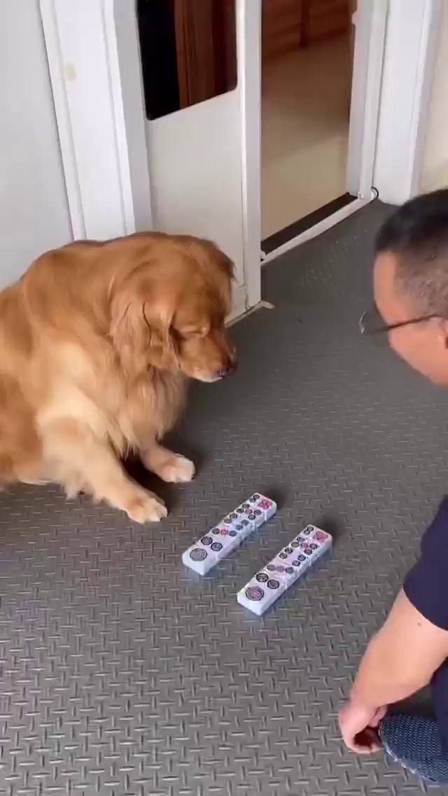 Follow us @TUTORIALSGALLERY for more… Smart Dog ️🥹 - America’s best ...