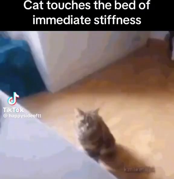 Cat touches the bed of immediate stiffness TikTok happysideottt - iFunny
