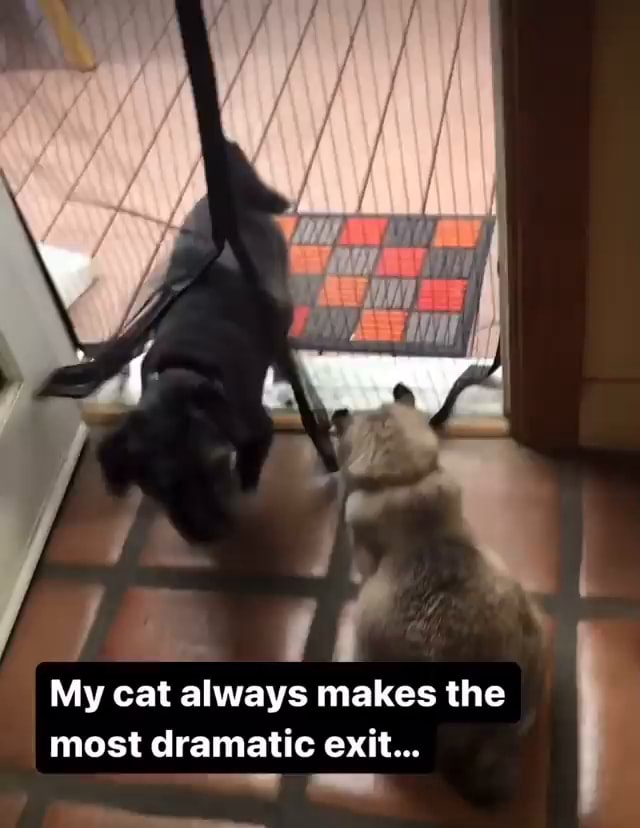 My cat always makes the most dramatic exit... - iFunny
