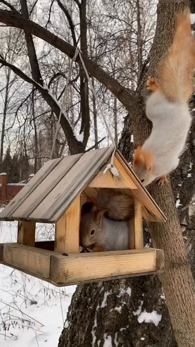 Video memes LYcictj3B by THE_PSYCHO_WOLF_ - iFunny