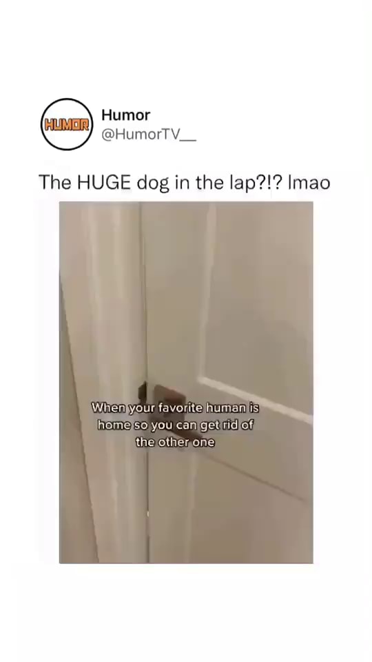 Humor The HUGE dog in the lap?!? Imao - iFunny