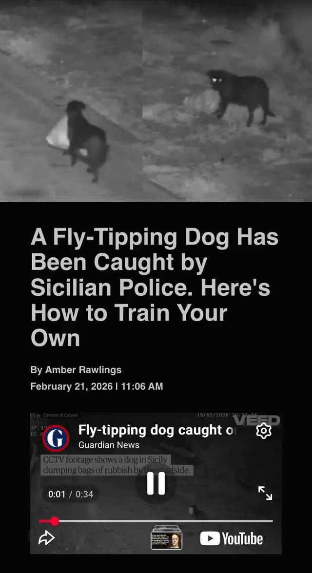 A Fly-Tipping Dog Has Been Caught by Sicilian Police. Here's How to ...