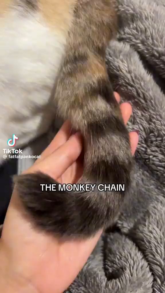 Tik Tok atfatpankocat THE MONKEY CHAIN - iFunny