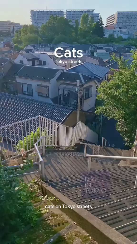 Cats Tokyo streets cats an Tokyo streets - iFunny