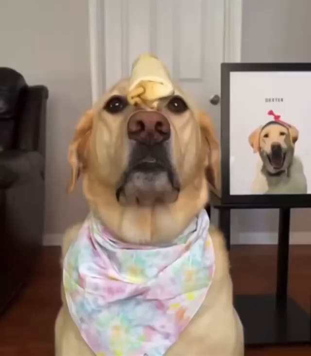 Video memes 7IXc7VnxA by cHeLk: 2 comments - iFunny