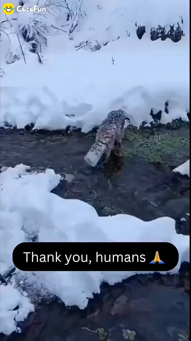 SS, Thank you, humans - iFunny