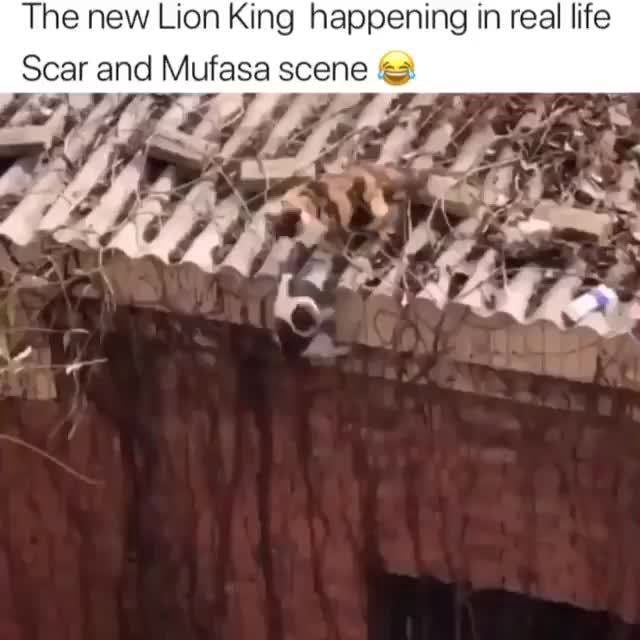 The new Lion King happening in real life Scar and Mufasa scene cf - iFunny
