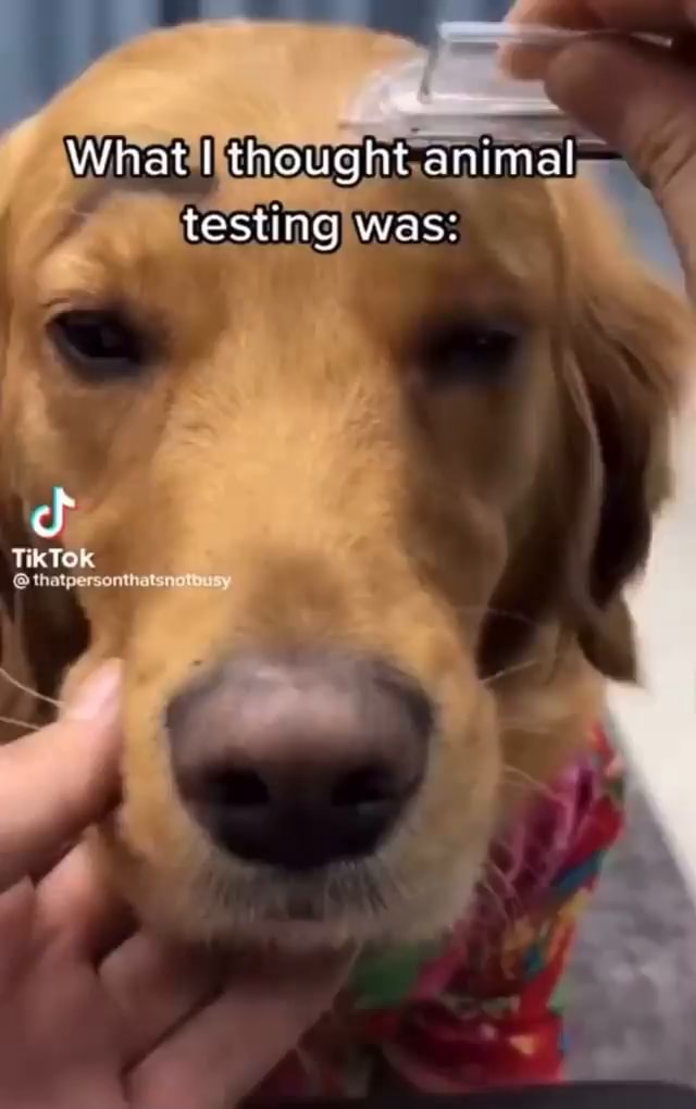 What! thought animal testing was: of - iFunny