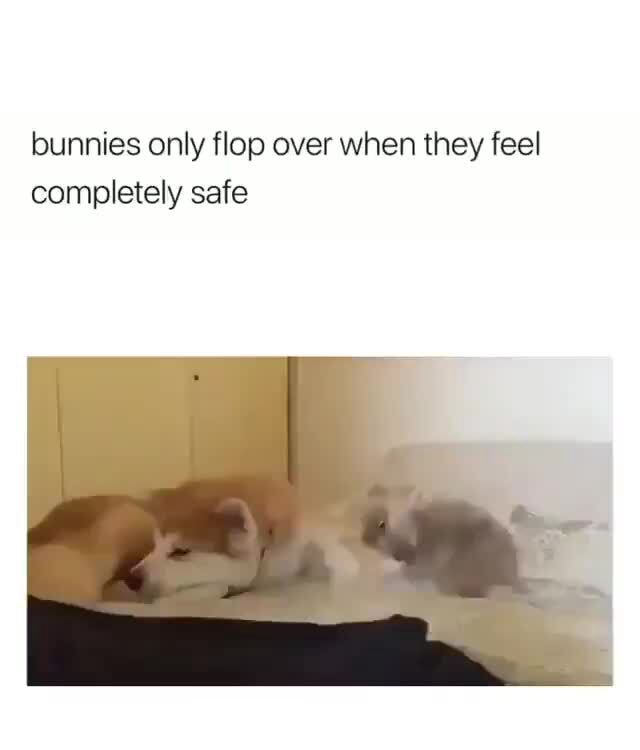 Bunnies only flop over when they feel completely safe - iFunny