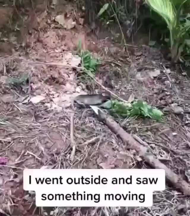 Went outside and saw something moving something moving - iFunny