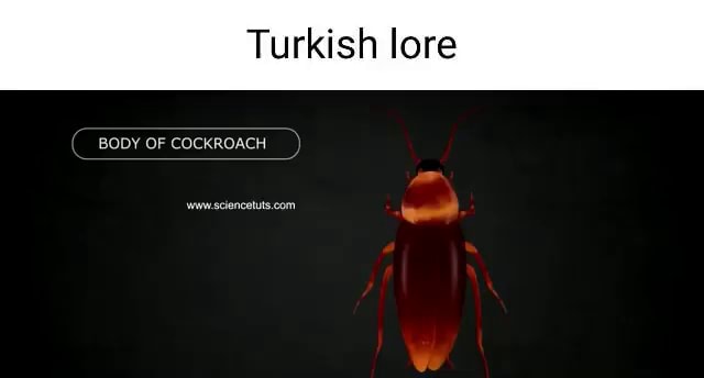 Turkish lore BODY OF COCKROACH ) - iFunny