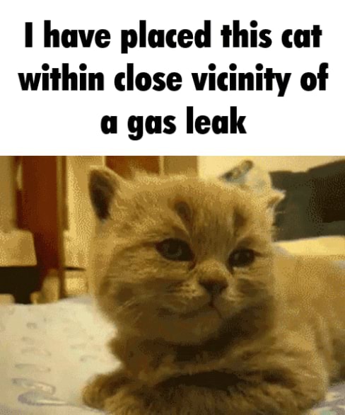 Have placed this cat within close vicinity of a gas leak - iFunny
