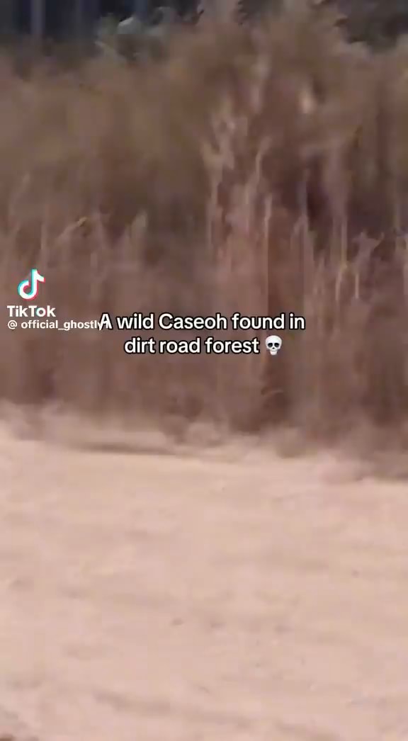 TikTok officiat_ghosuyt Wild Caseoh found in dirt road forest * - iFunny