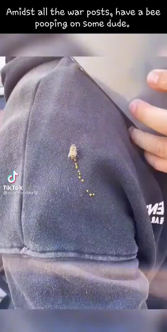Amidst all the war posts, have a bee pooping on Some dude, - iFunny