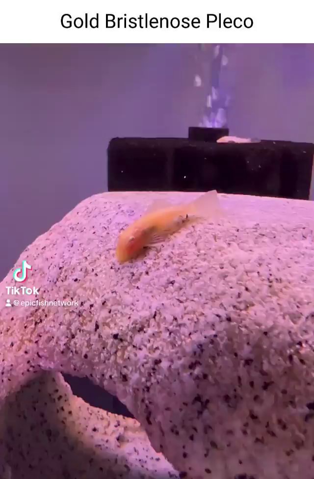 Gold Bristlenose Pleco - iFunny