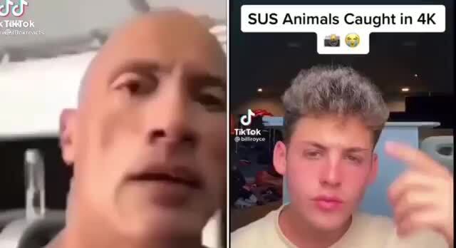 SUS Animals Caught in - iFunny