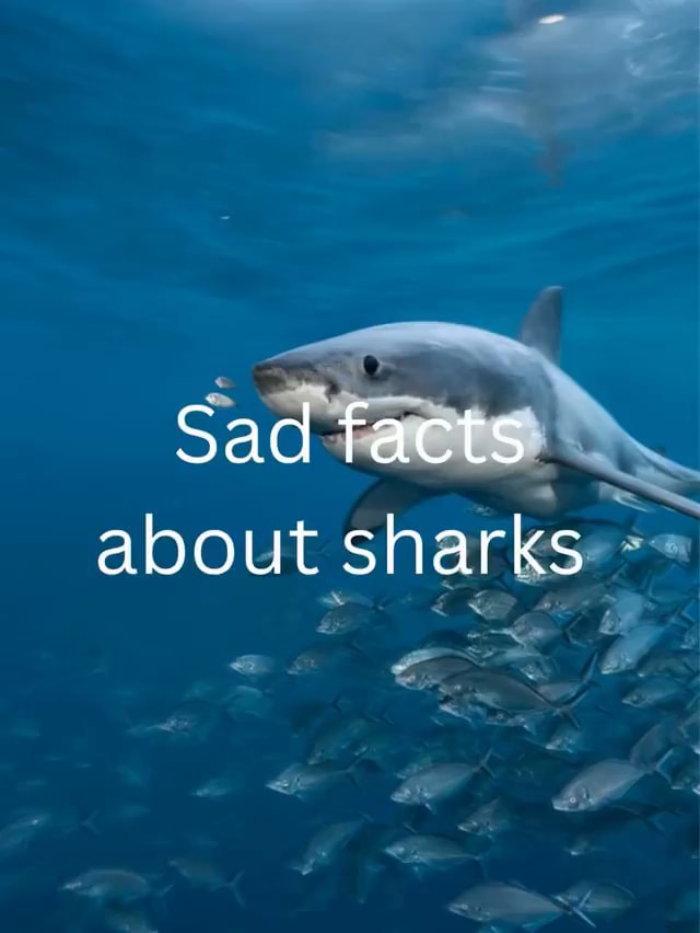Sad facts about sharks - iFunny